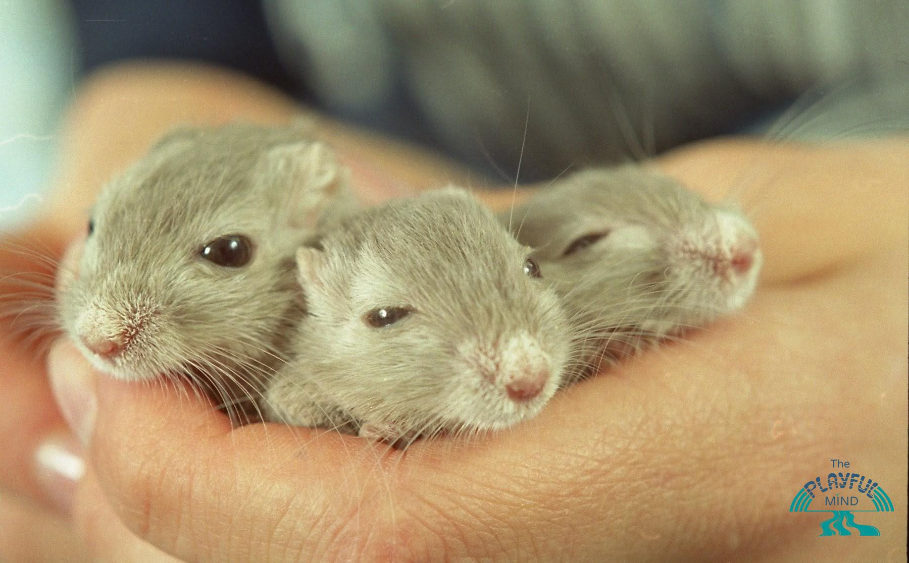 Fostering Animals & Adopting